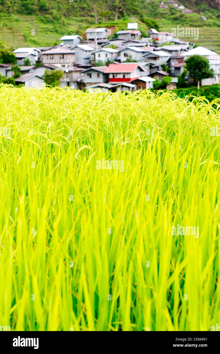 remote villages surrounds by rice terraces, philippines Stock Photo - Alamy