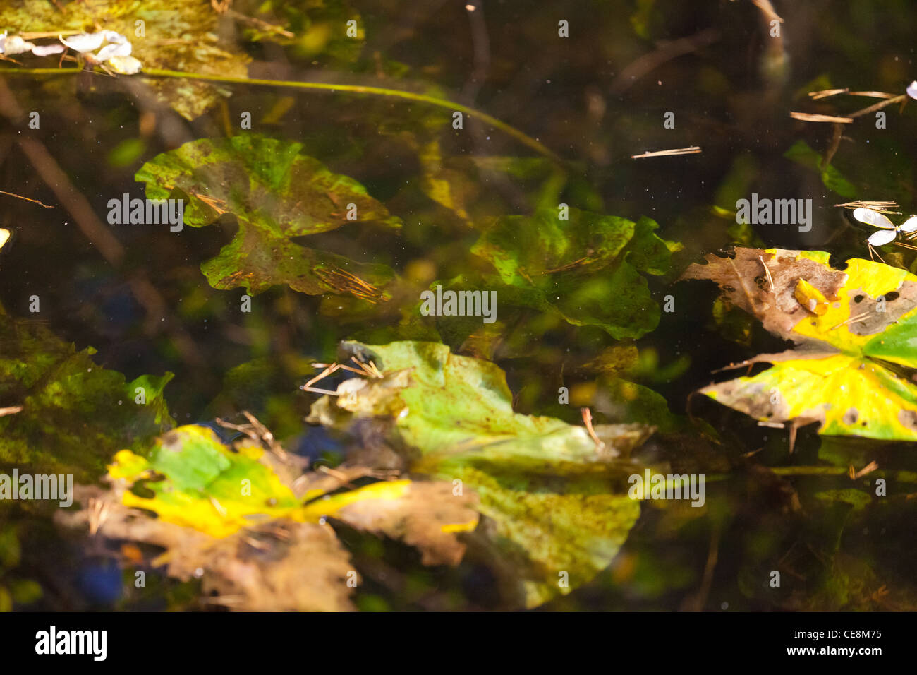 Muddy pond water with dead or dying lily pads possible showing poor ...