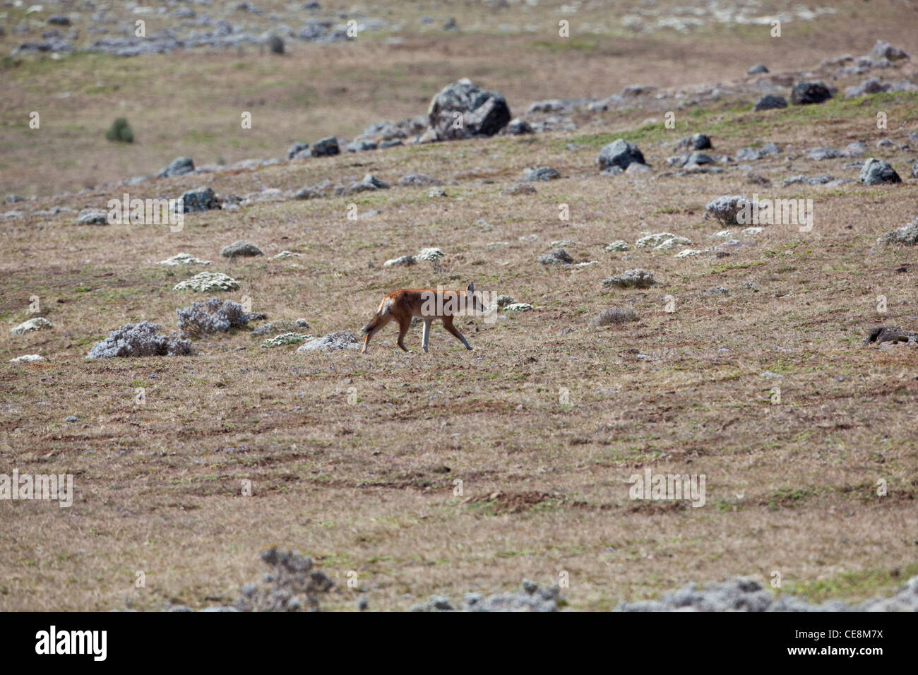 Ethiopian wolf prey hi-res stock photography and images - Alamy