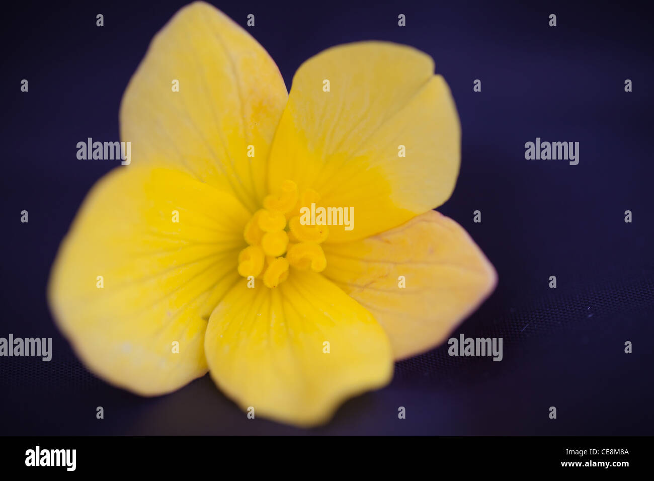 Yellow flower against a black background hi-res stock photography and ...