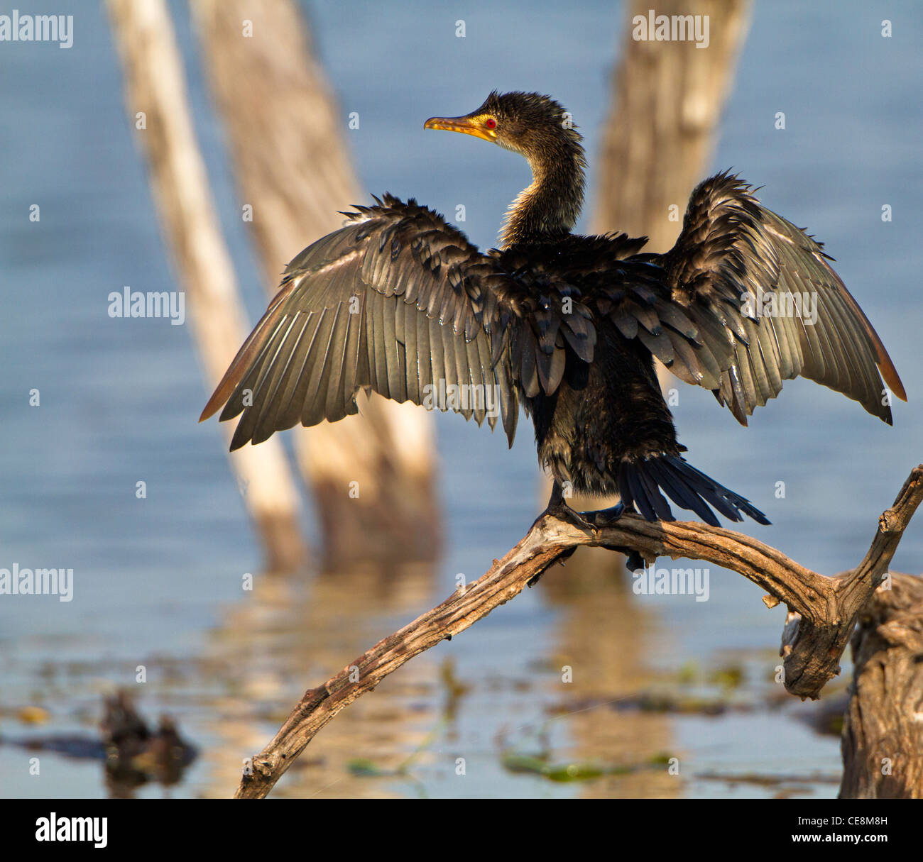 cormorant drying wings Stock Photo - Alamy