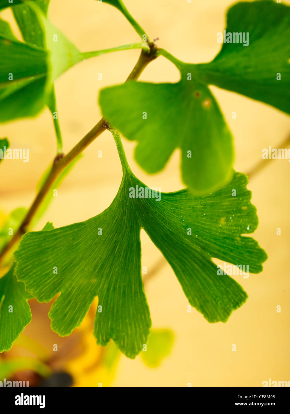 leaves of ginko tree Stock Photo - Alamy