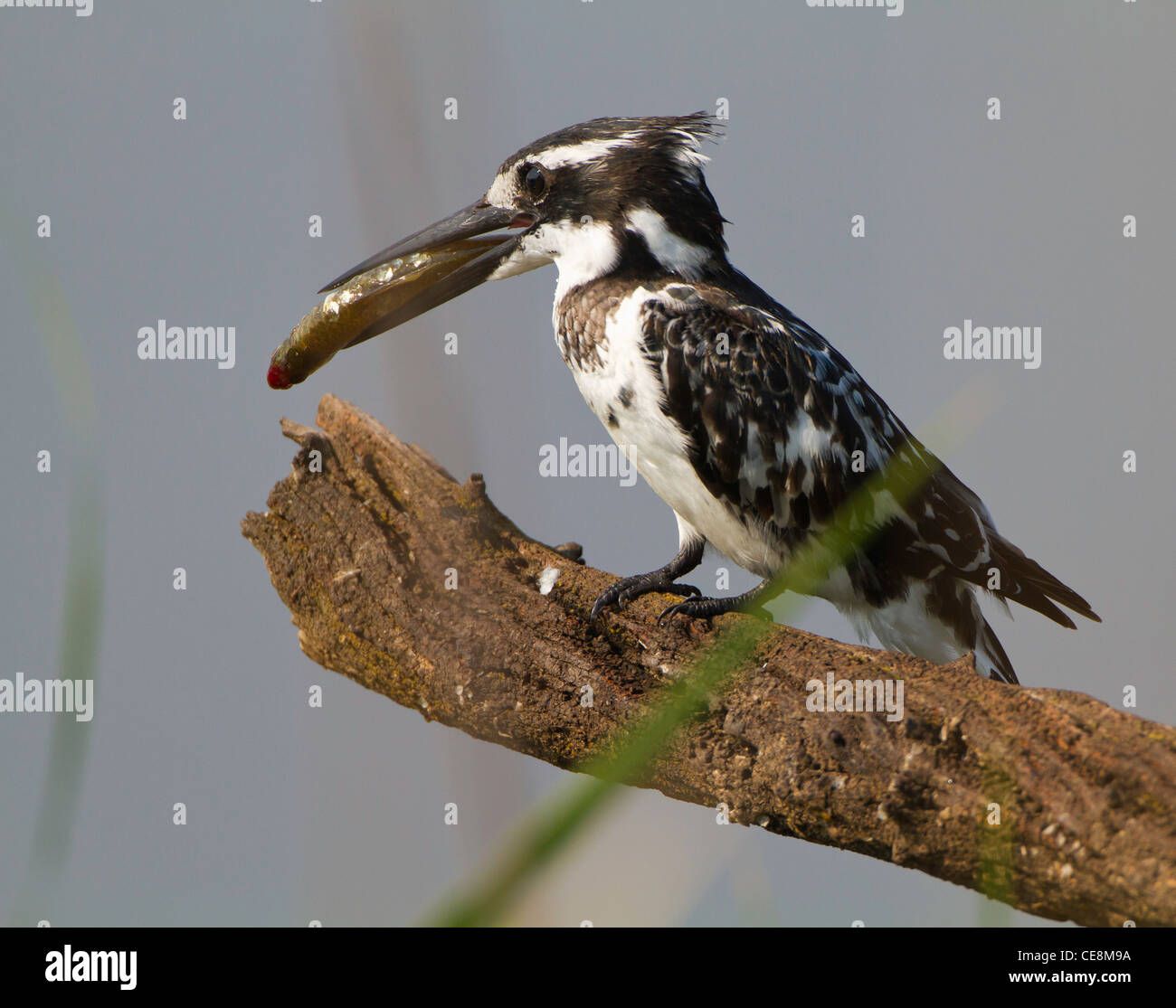 Kingfisher with fish hi-res stock photography and images - Alamy