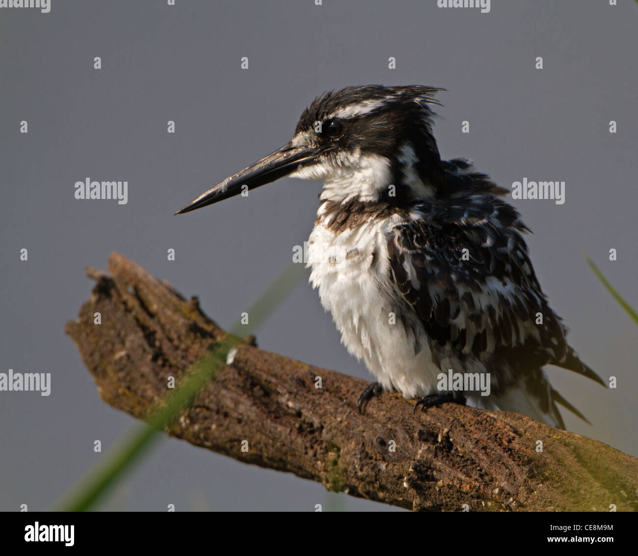 kingfisher fluffing feathers Stock Photo - Alamy