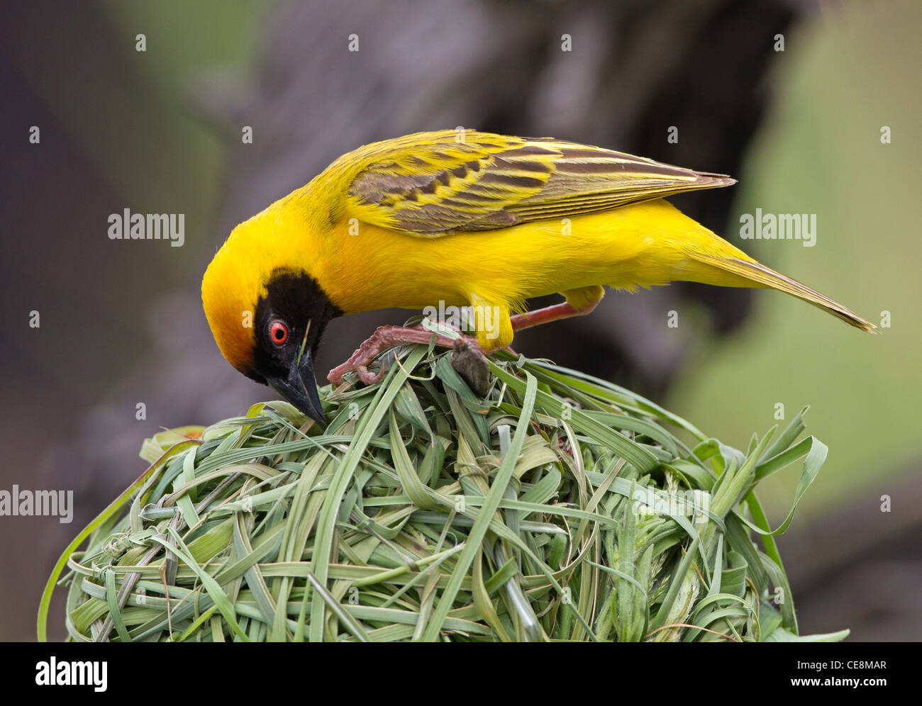 masked weaver nest building Stock Photo - Alamy