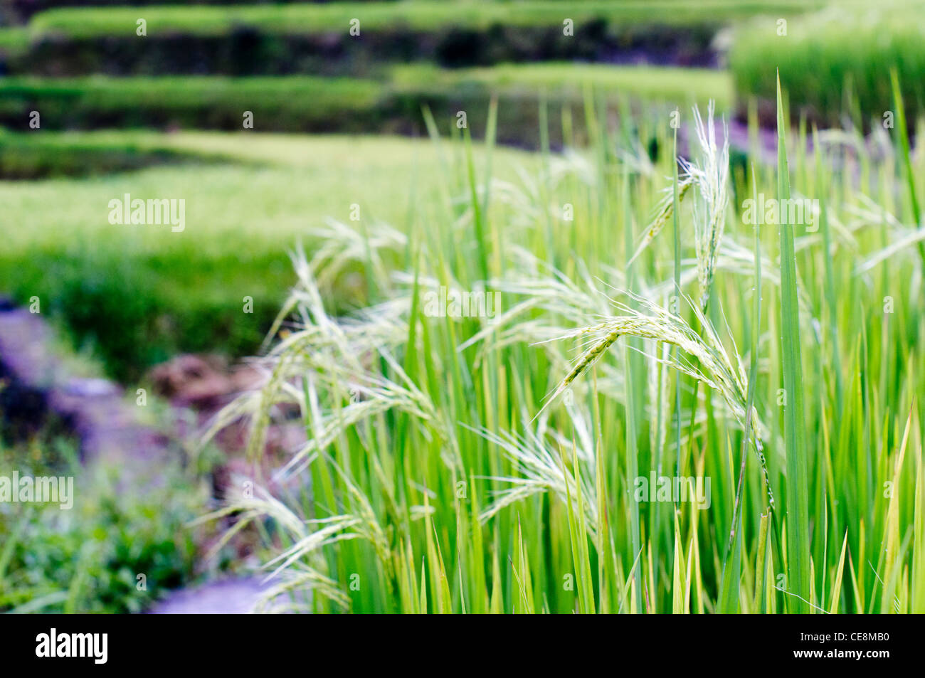 Philippines rice farm hi-res stock photography and images - Alamy