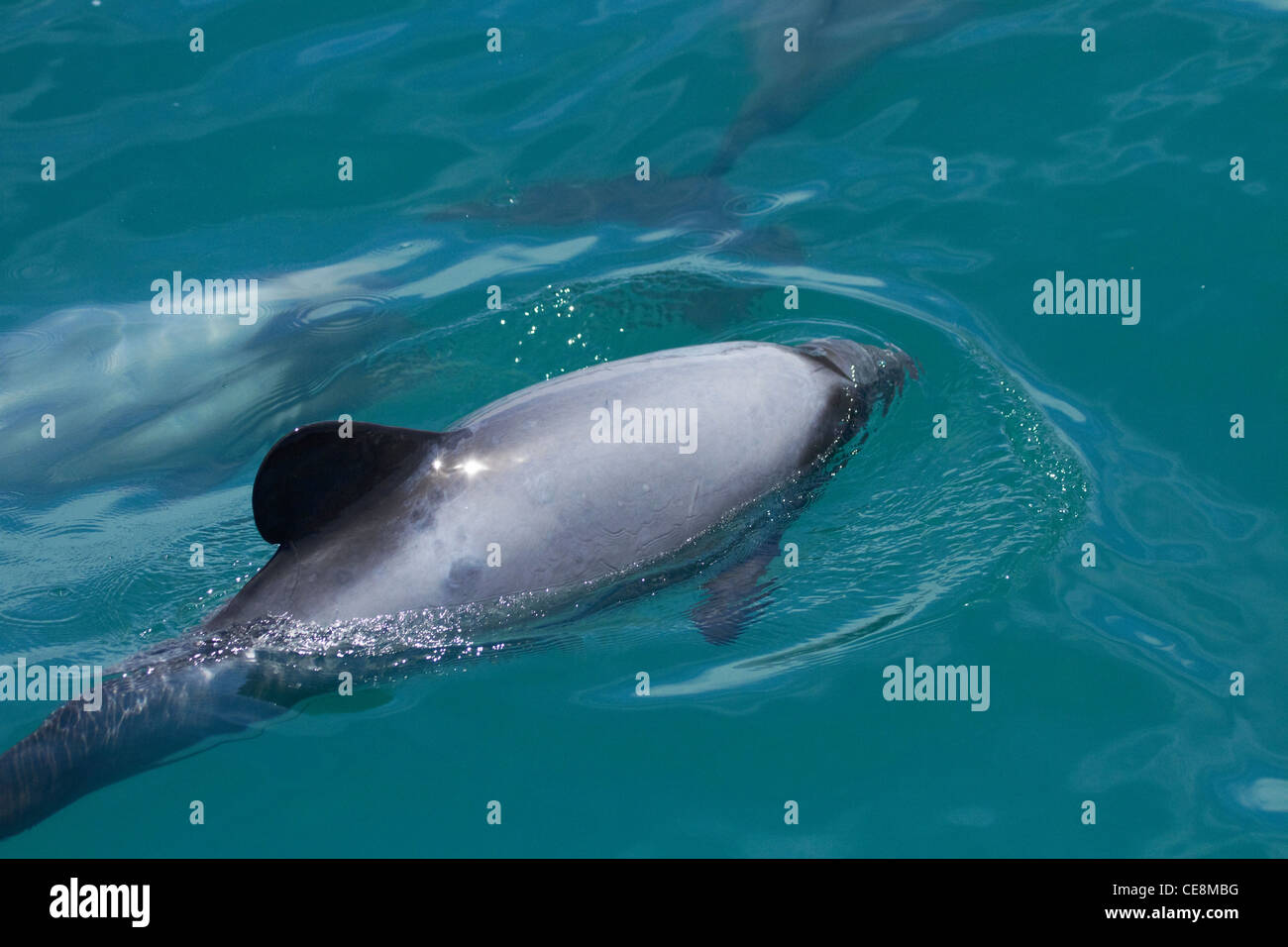 Hector's dolphin (Cephalorhynchus hectori), Akaroa Harbour, Banks ...