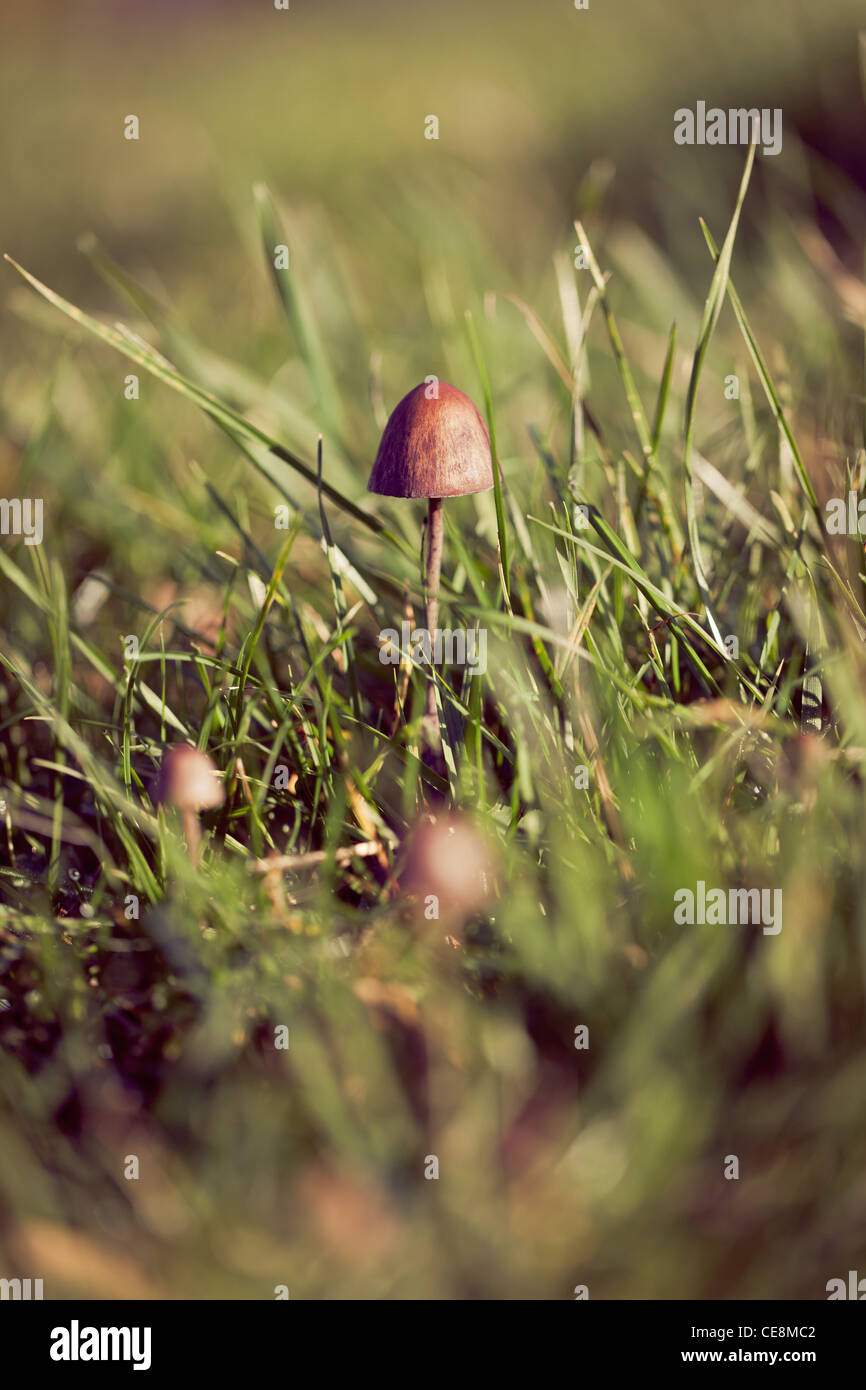 Image of a small toadstool hi-res stock photography and images - Alamy