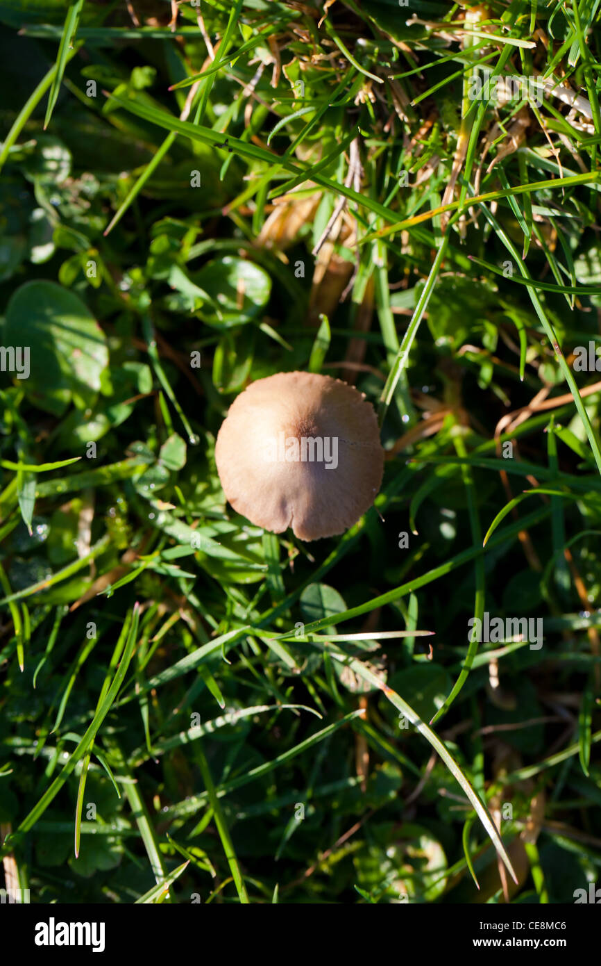 Looking down on a small brown toadstool Stock Photo - Alamy