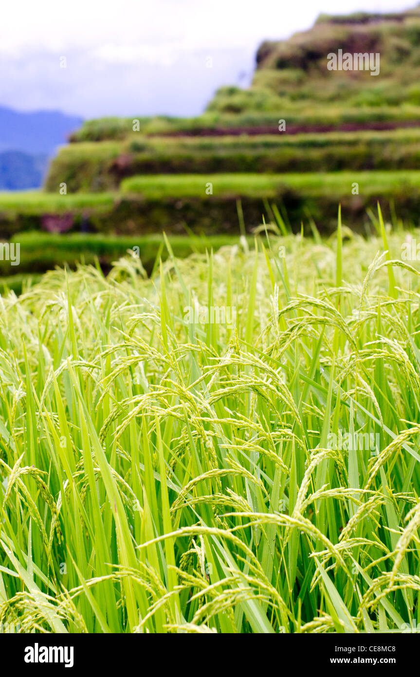 a close up shot of rice plants in foreground Stock Photo - Alamy