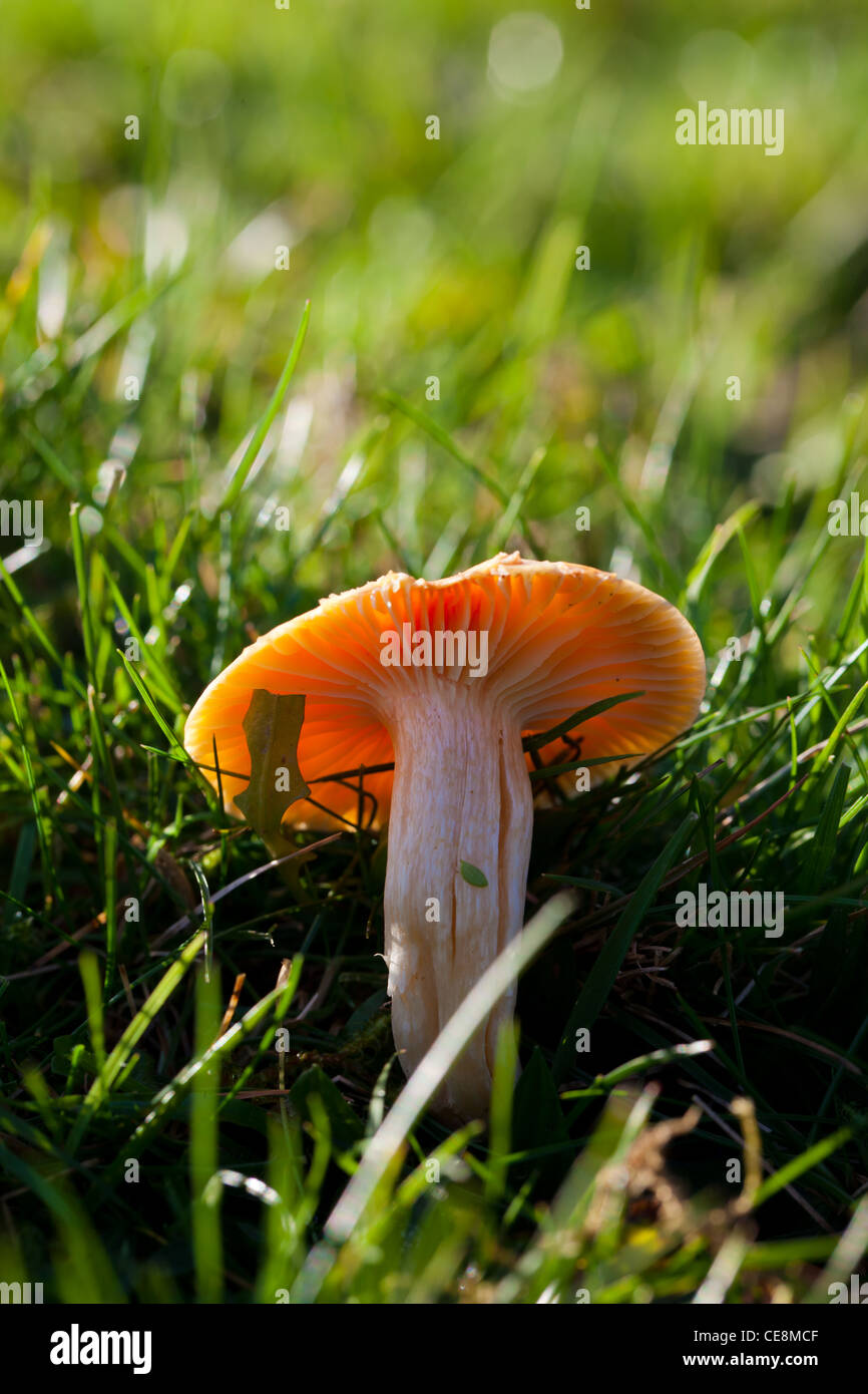 A small white an orange toadstool in a grassy field Stock Photo - Alamy
