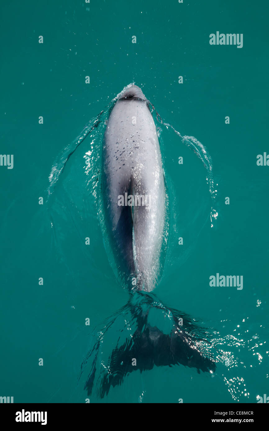 Akaroa harbour dolphin hi-res stock photography and images - Alamy