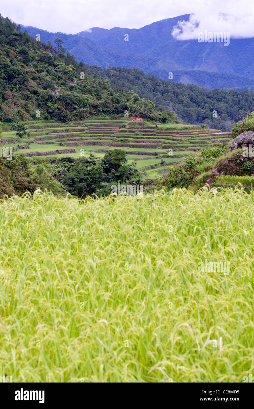 rice terraces in philippines Stock Photo - Alamy