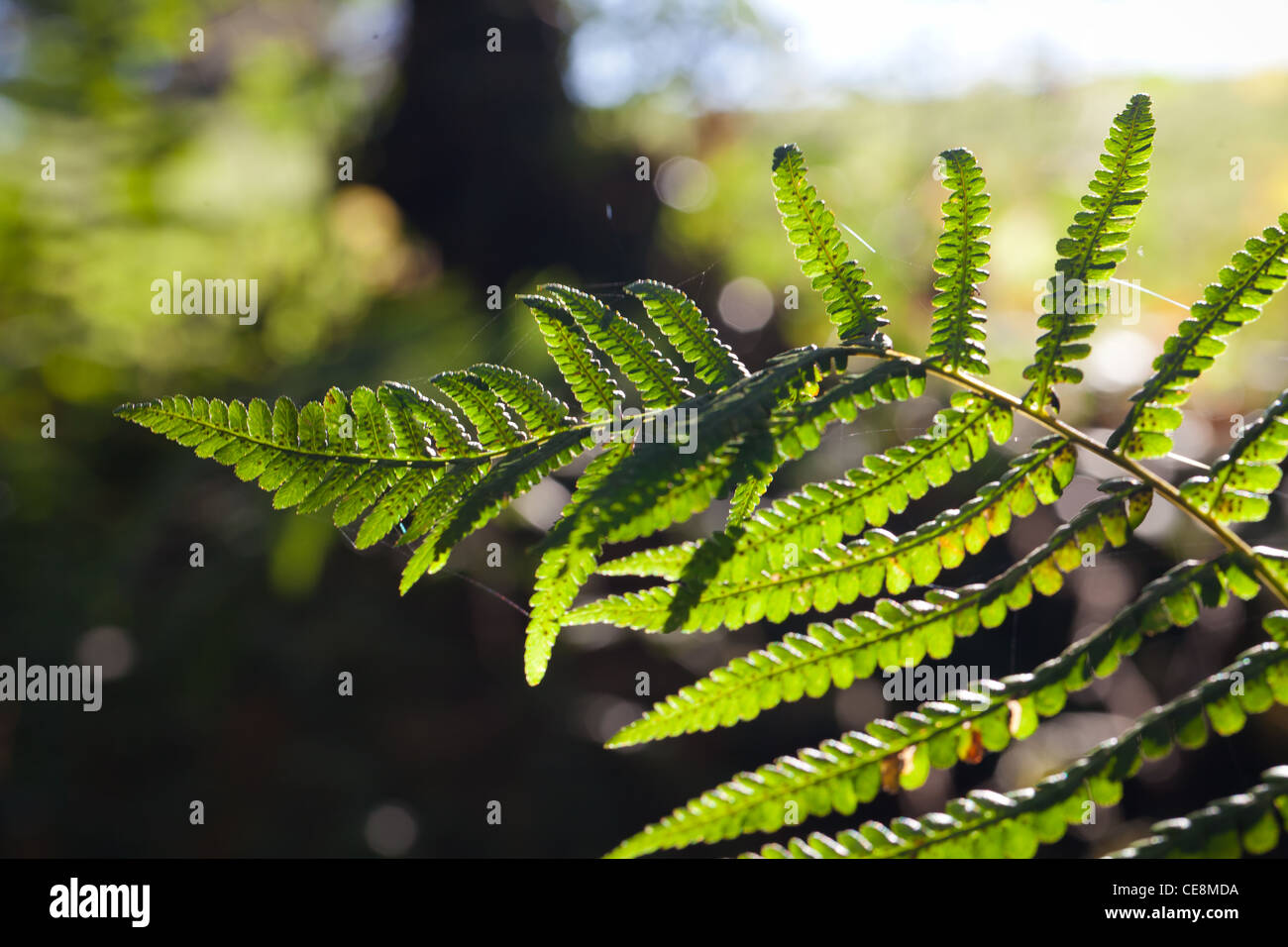 A Backlit fern frond curved across the frame Stock Photo - Alamy