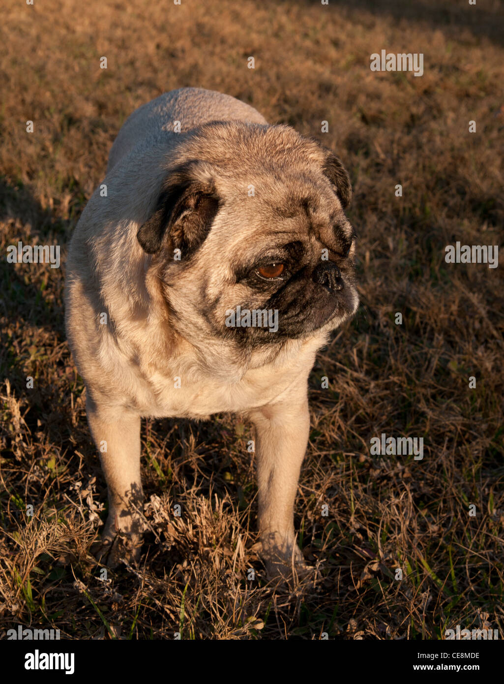 Pug Sitting Outside in the Grass Stock Photo - Alamy