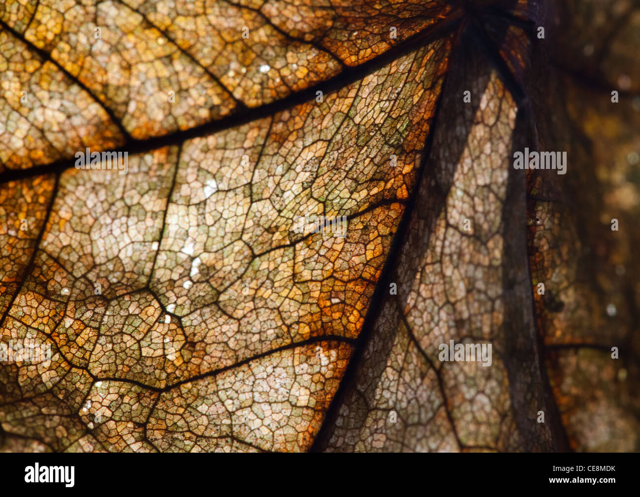 Backlit leaf texture hi-res stock photography and images - Alamy