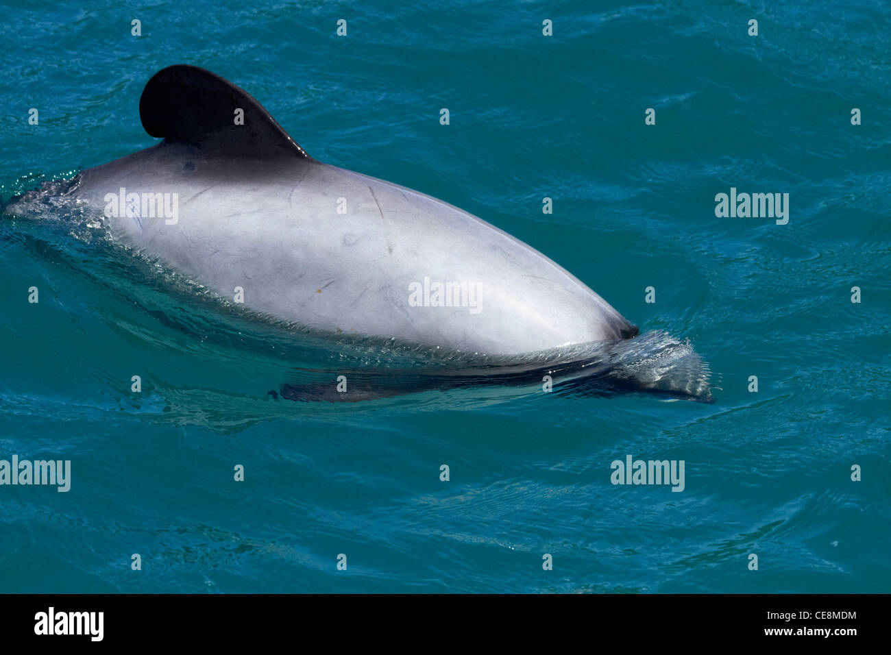 Hector's dolphin (Cephalorhynchus hectori), Akaroa Harbour, Banks ...