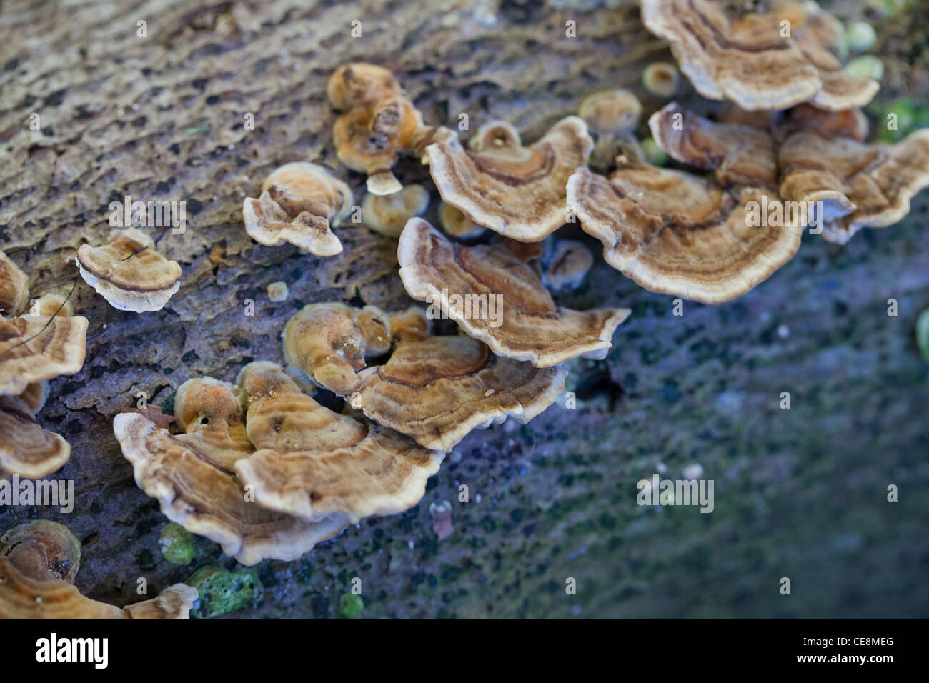 Toadstool mushroom fungus fungi hi-res stock photography and images - Alamy