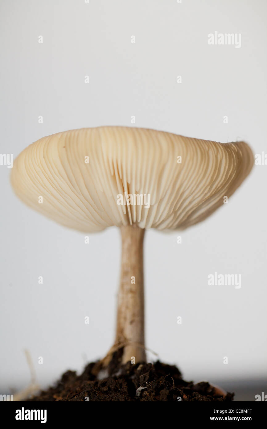 Lightbox shot photo of a white toadstool showing the detail in the ...