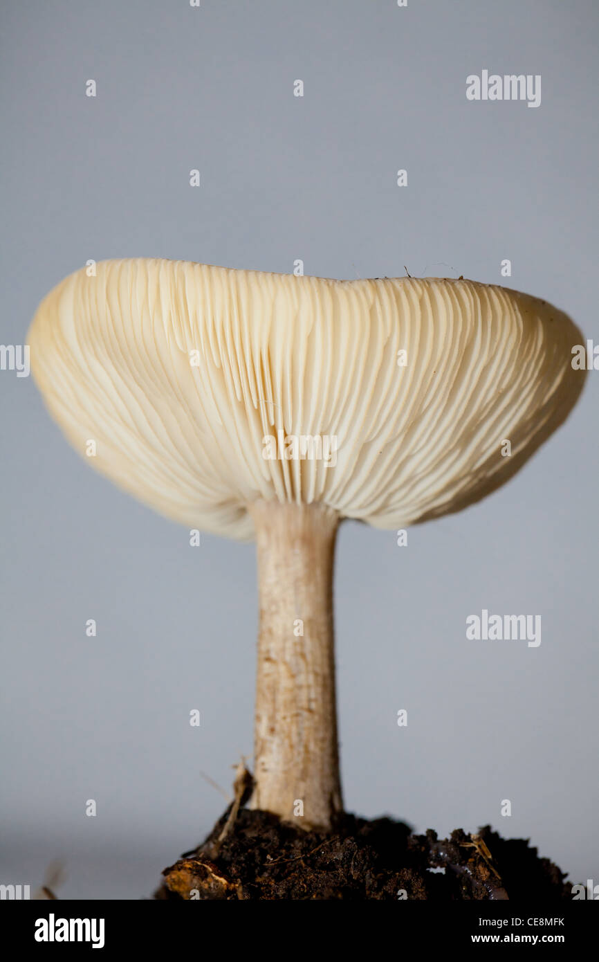 Lightbox shot photo of a white toadstool showing the detail in the ...