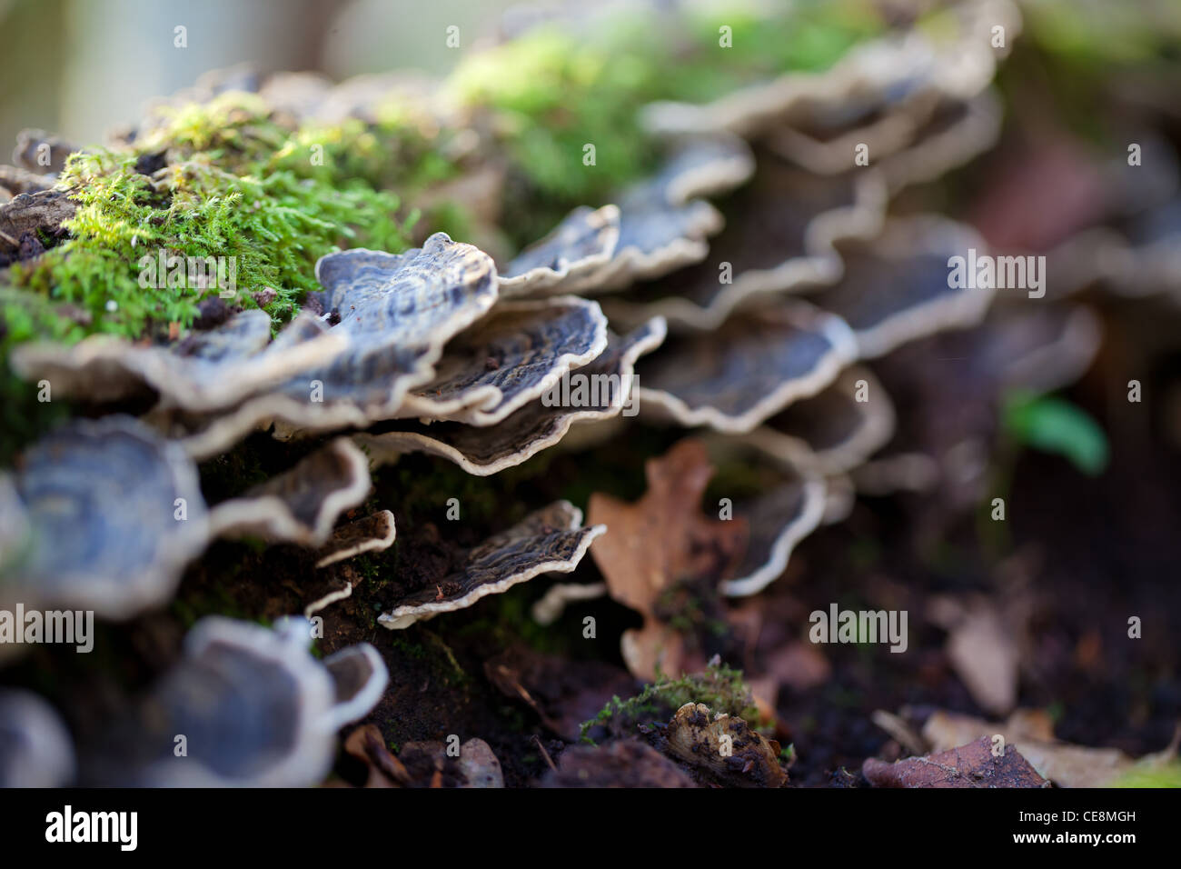 Bench type toadstools growing on the side of a mossy log Stock Photo ...