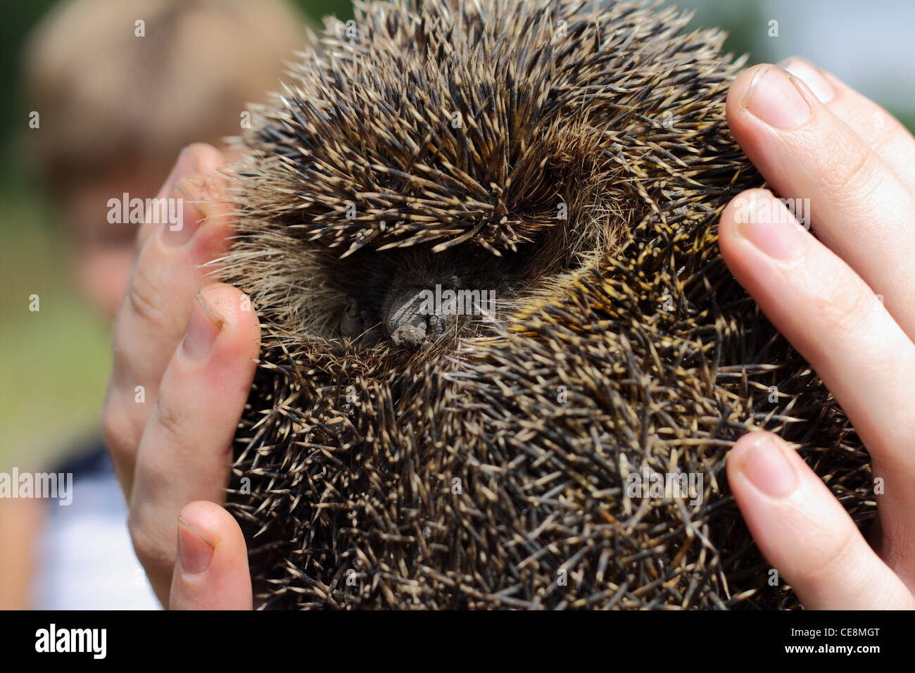 hedgehog in the hands Stock Photo - Alamy