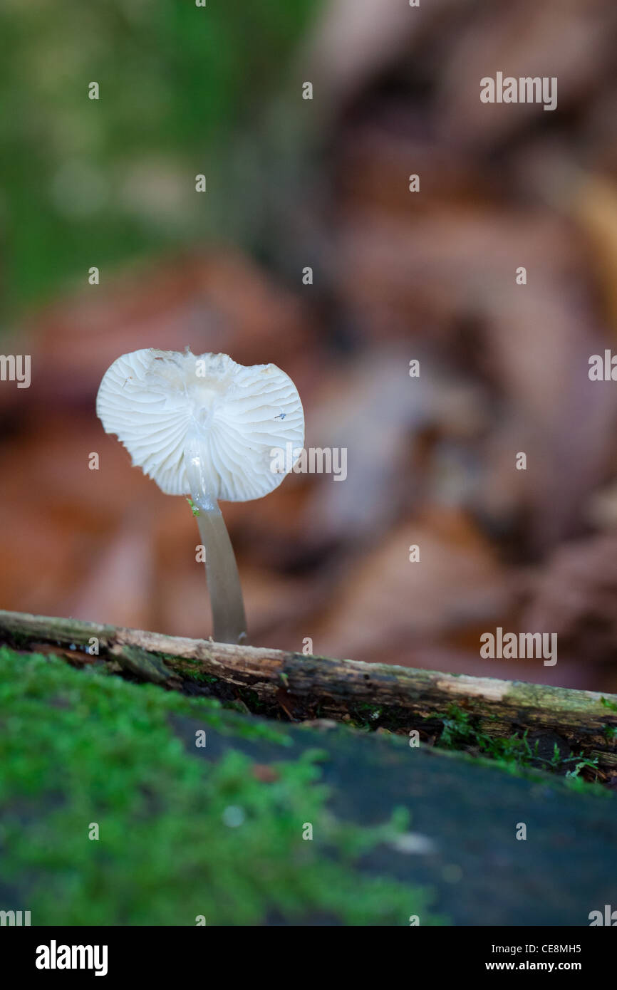 White gills hi-res stock photography and images - Alamy