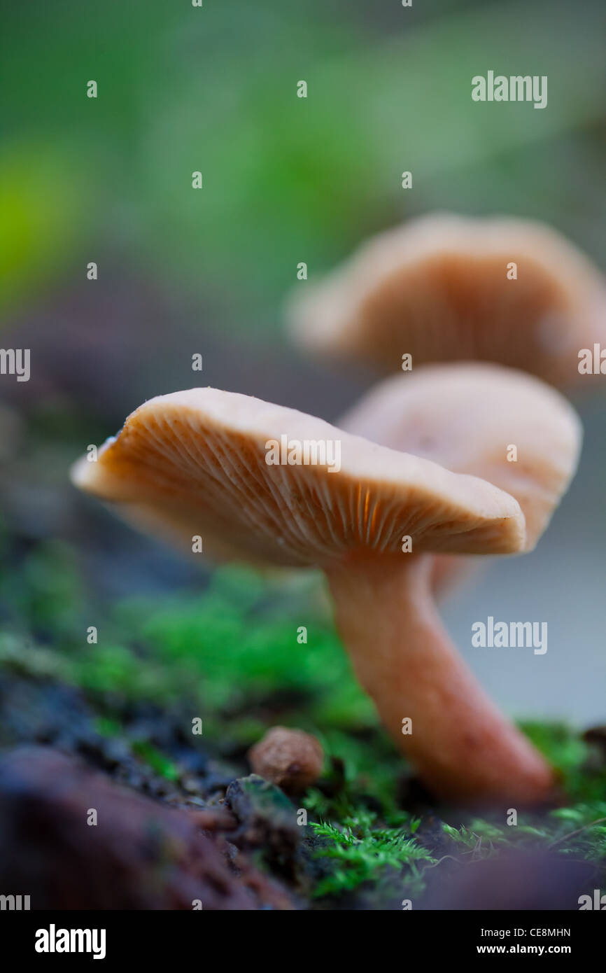 Toadstools log hi-res stock photography and images - Alamy