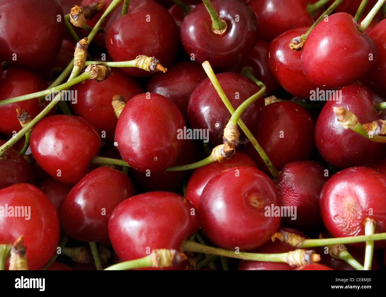 freshly picked heap of cherries Stock Photo - Alamy