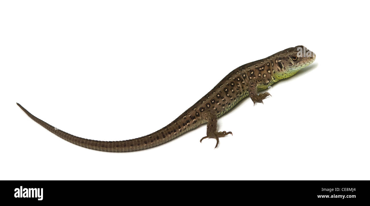 lizard is isolated on white background Stock Photo - Alamy
