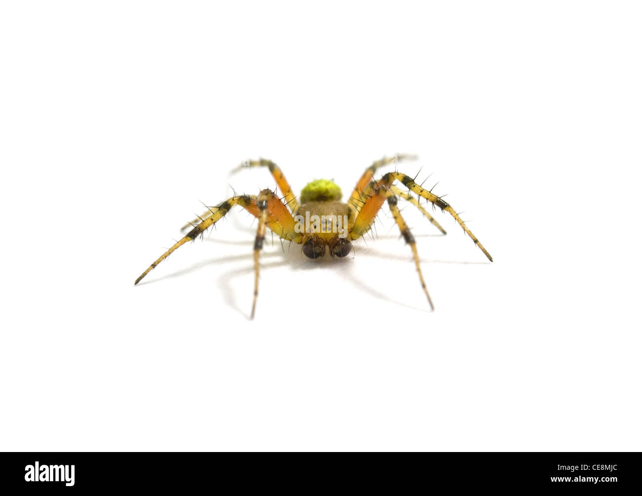 spider isolated on white background Stock Photo - Alamy
