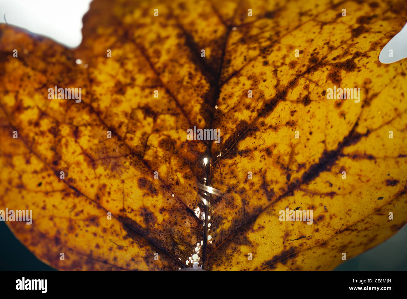 Backlit dead leaf showing the texture and structure Stock Photo - Alamy