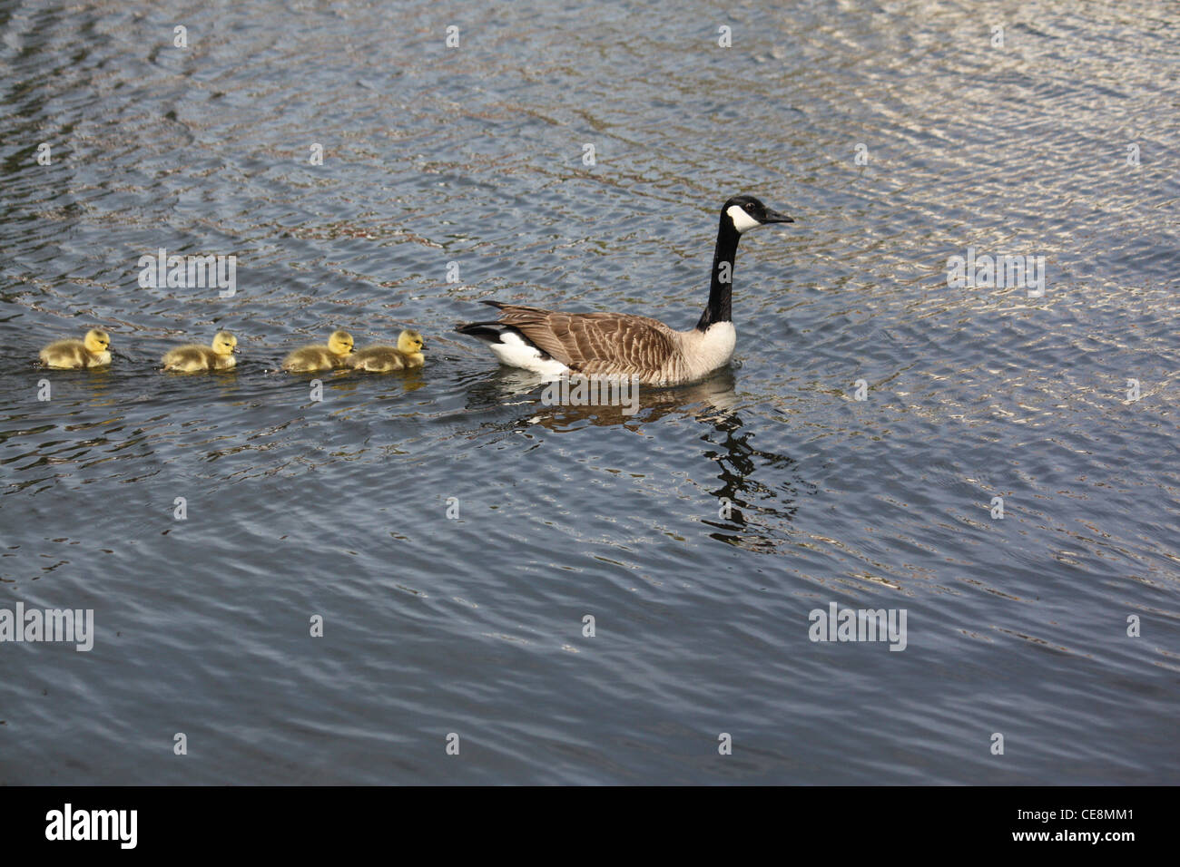 Four Canadian geese babies (goslings) following behind the male in ...