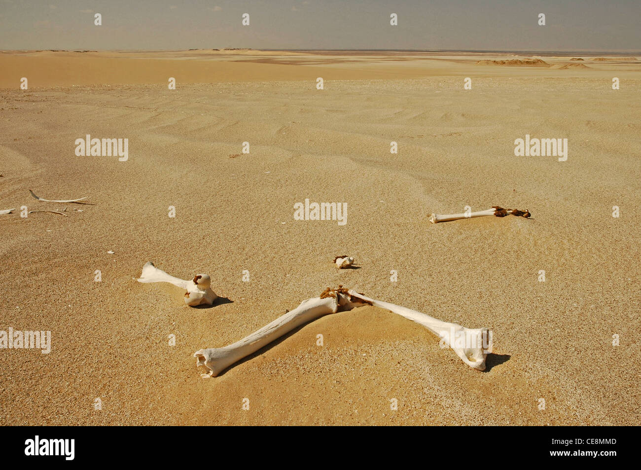 Qattara Depression High Resolution Stock Photography and Images - Alamy