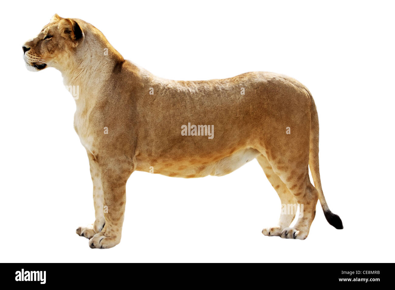 Largest Female Lion