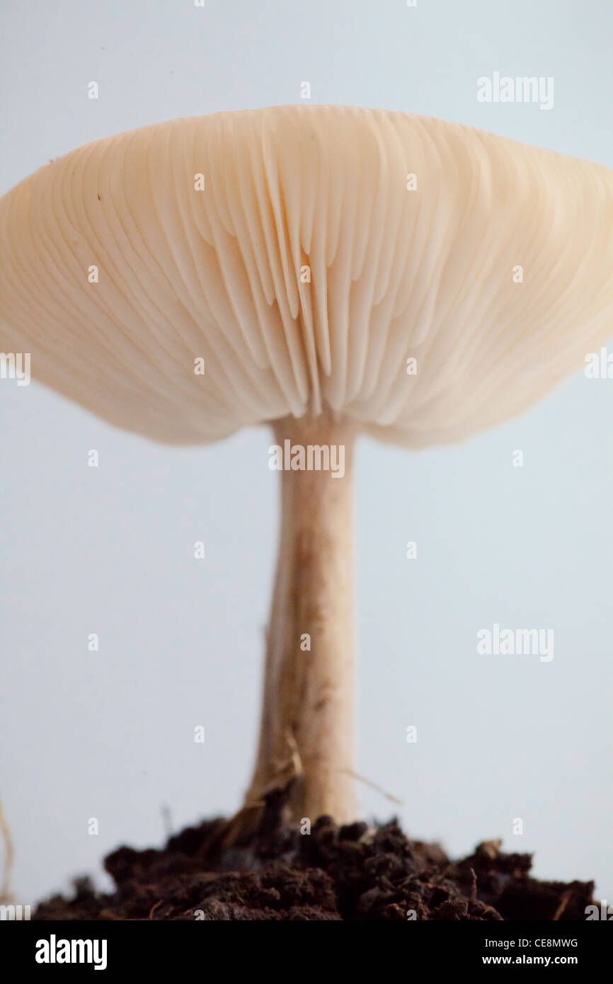 Toadstool photo hi-res stock photography and images - Alamy