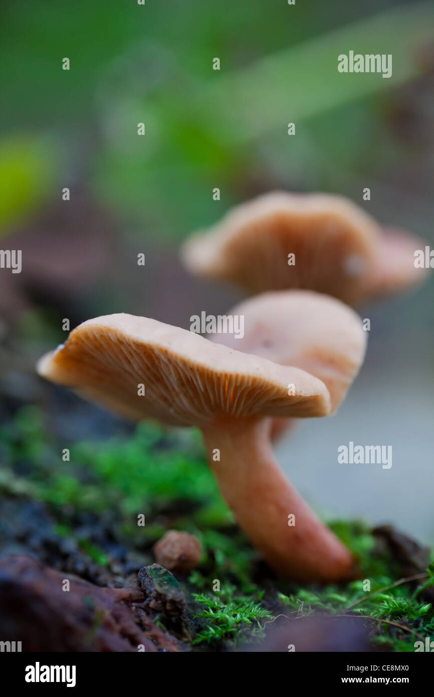 Toadstools log hi-res stock photography and images - Alamy