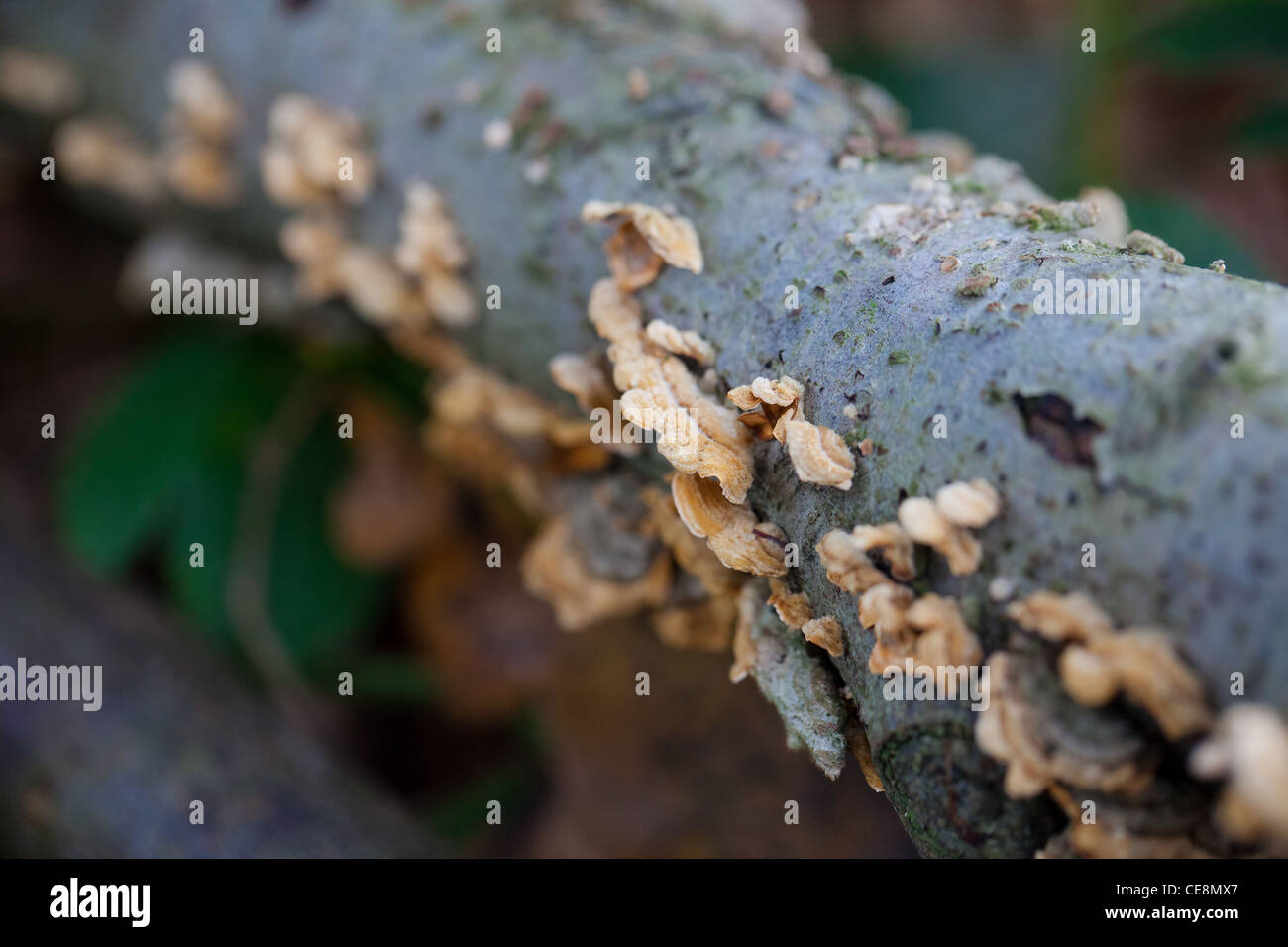 Log with fungus hi-res stock photography and images - Alamy