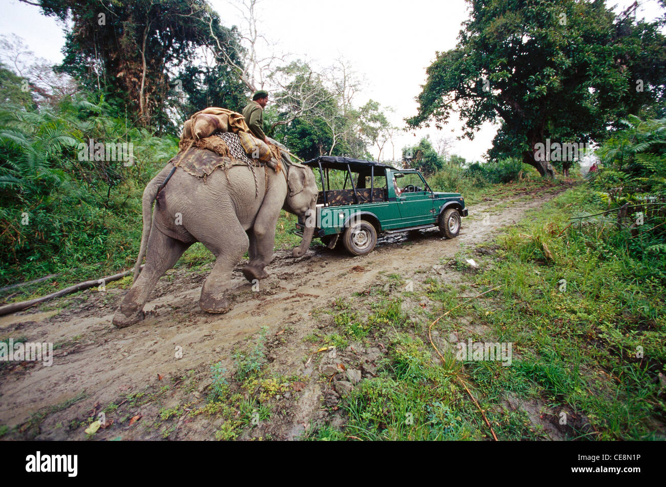 Indian Elephant working pushing car stuck in mud ; Kaziranga National ...