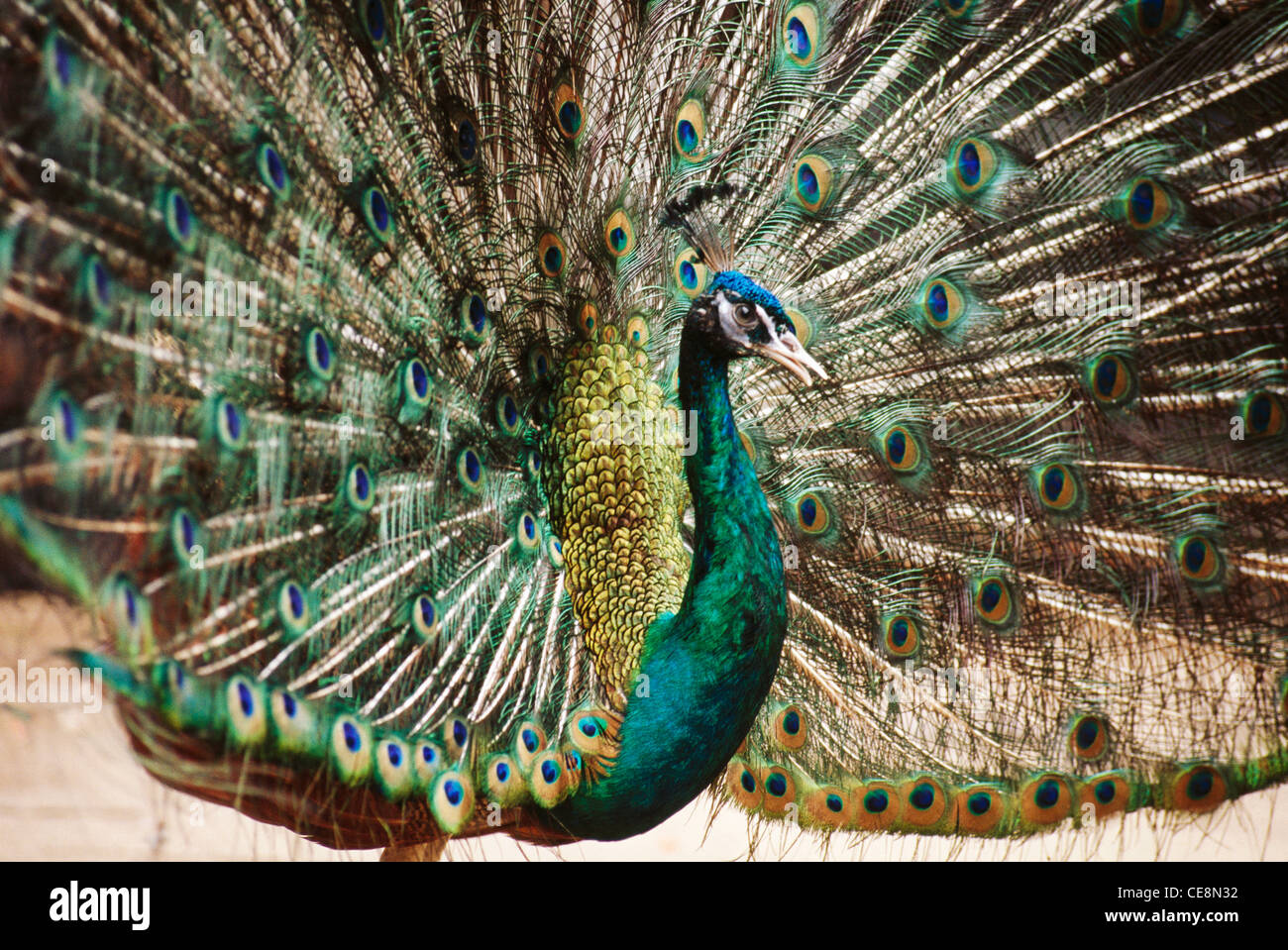 HMA 80031 : indian Bird Peacock dancing open feather Alappuzha Kerala ...