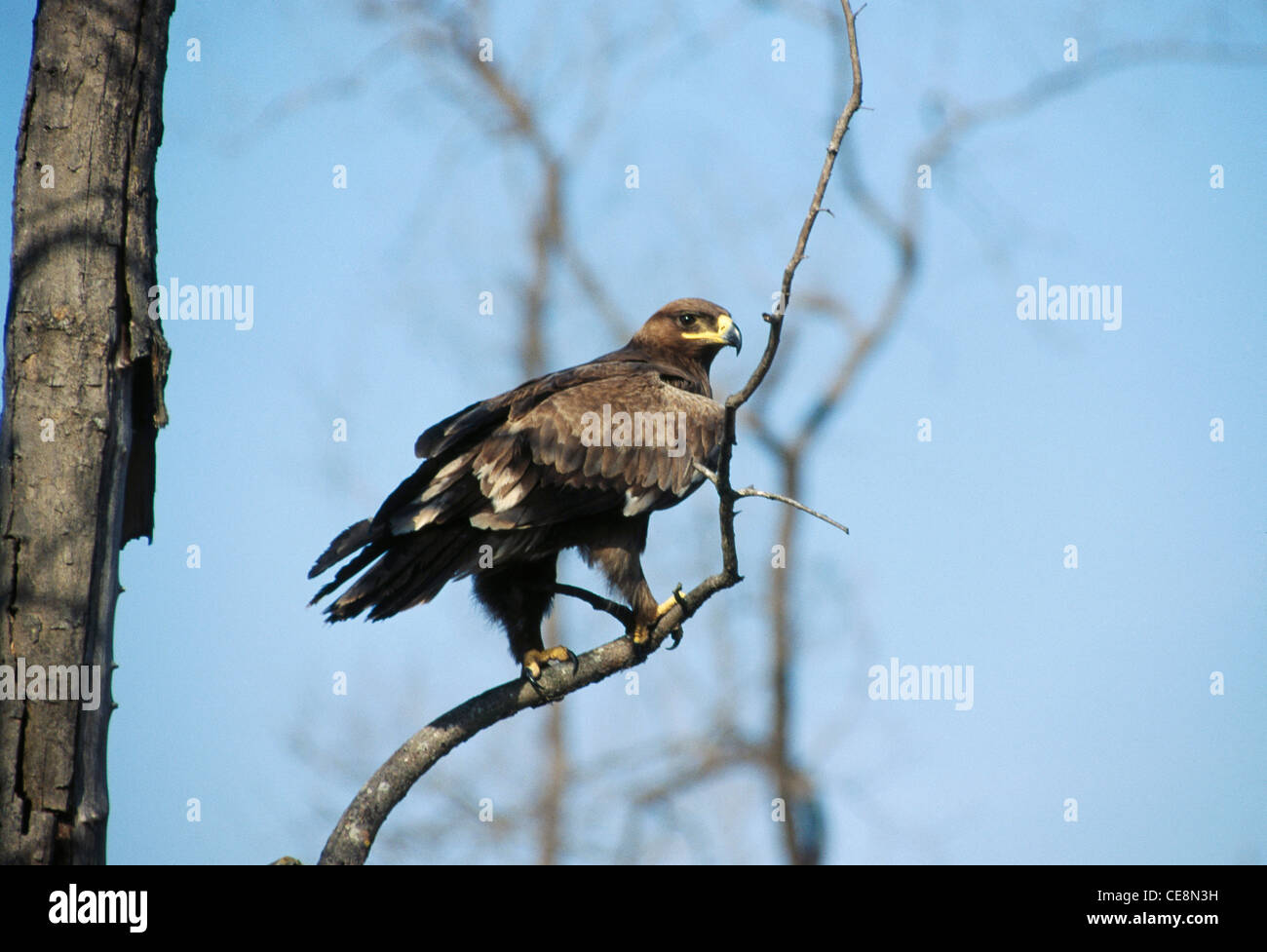HSA 80068 : indian Birds Black Eagle sitting on tree branch Corbett ...