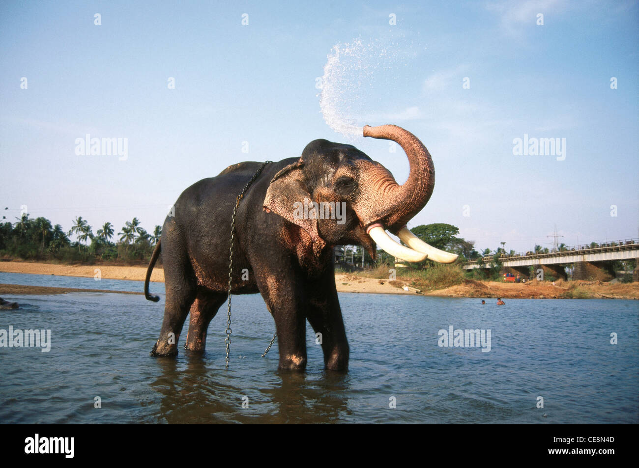 Indian tusker hi-res stock photography and images - Alamy