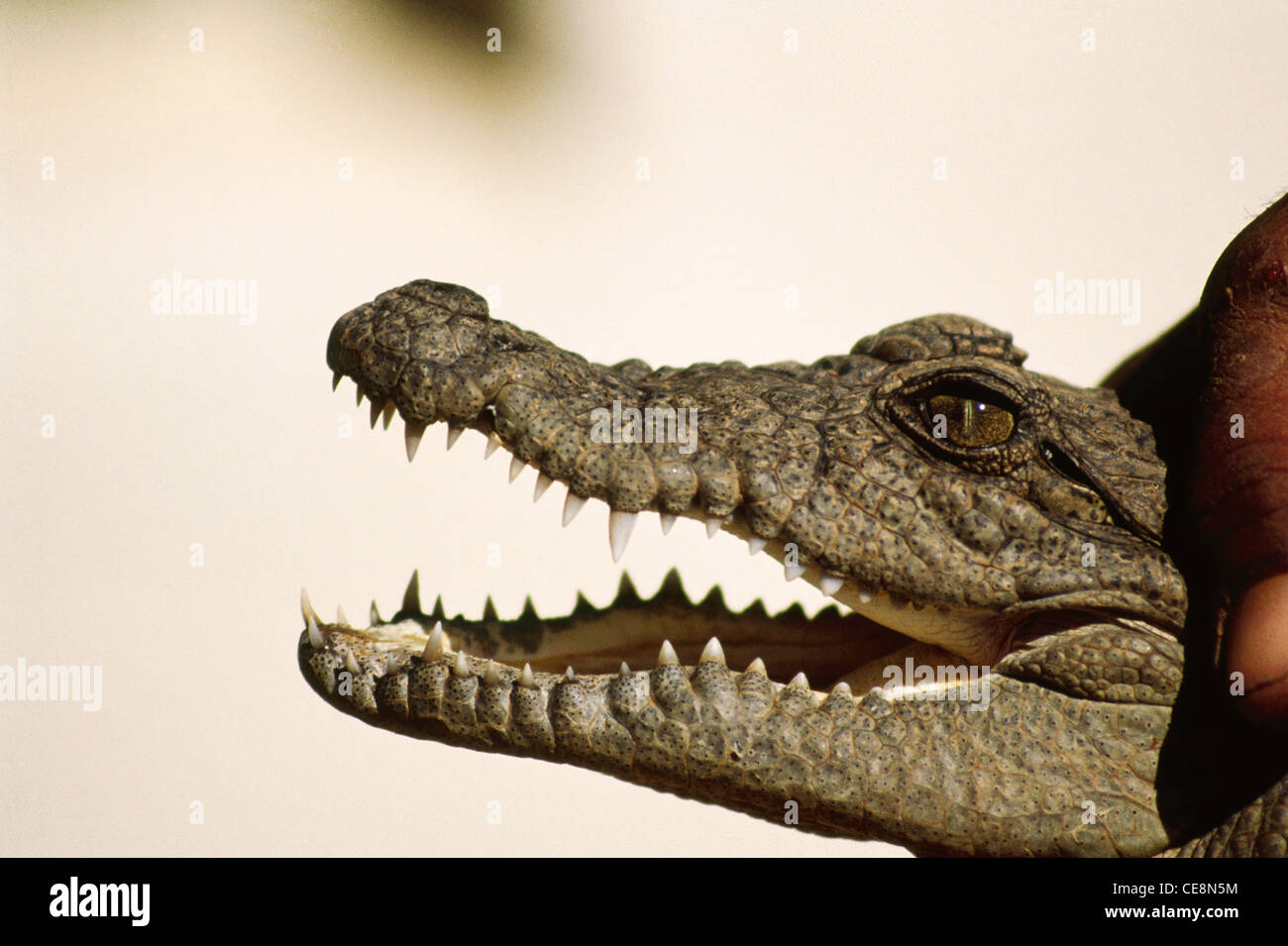 IKA 80007 : Mugger indian Marsh crocodile profile open mouth crocodylus ...