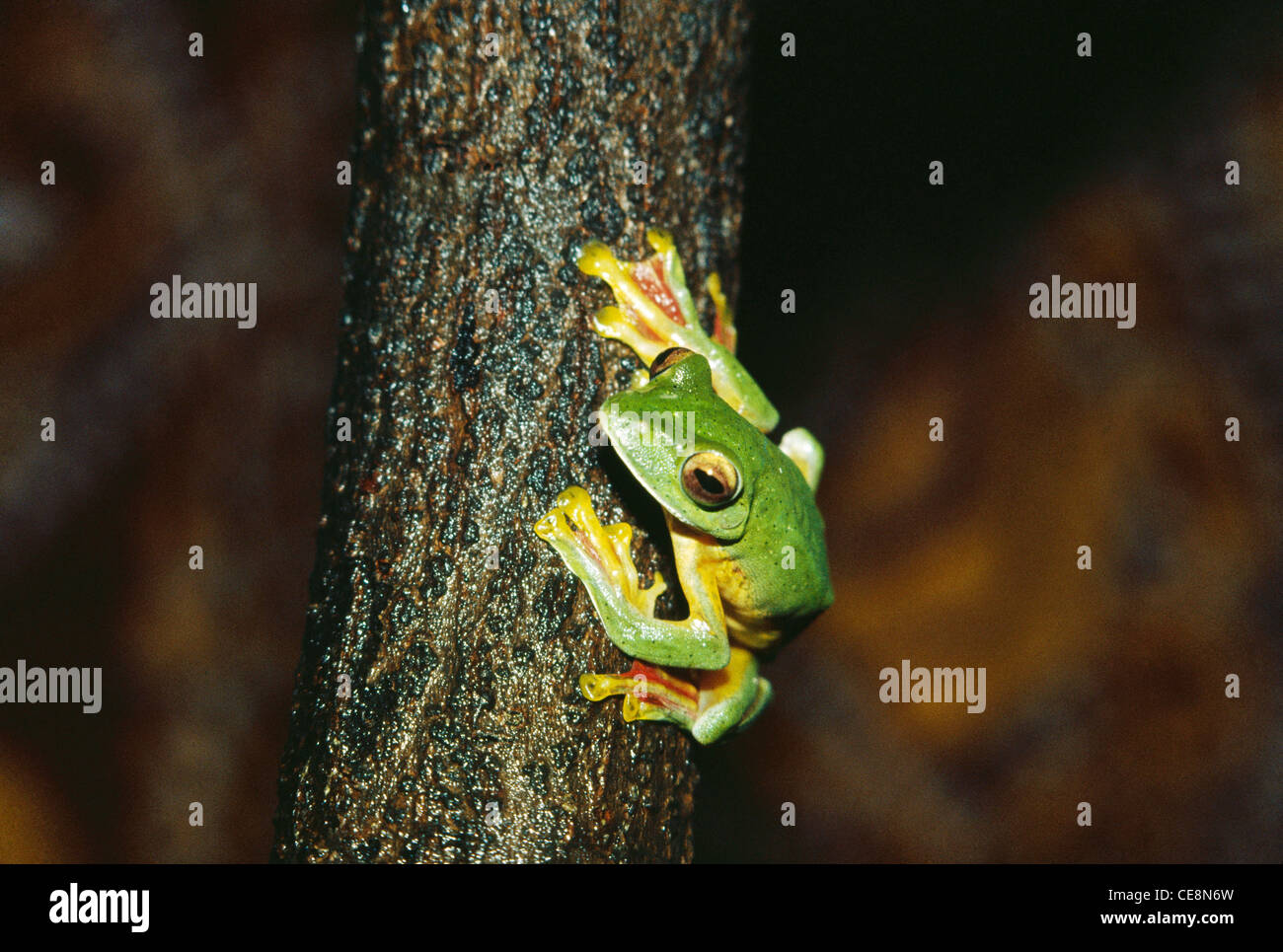 Indian Malabar gliding frog , Malabar flying frog , Rhacophorus ...