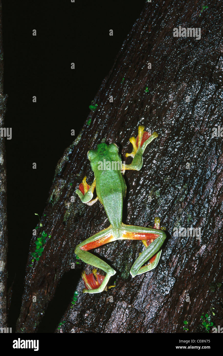Indian Malabar gliding frog , Malabar flying frog , Rhacophorus ...