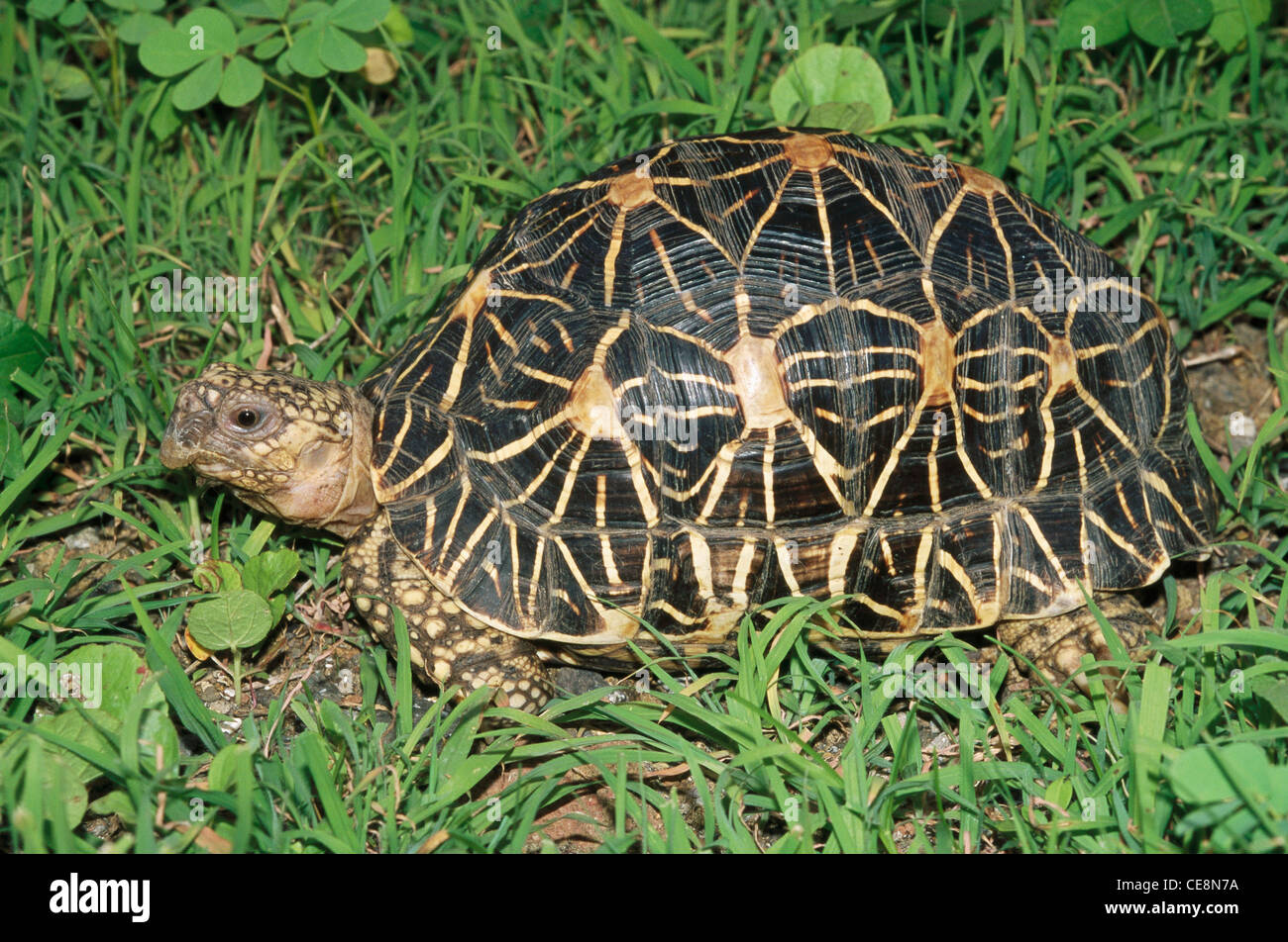 Indian Star Tortoise , Testudo elegans , Geochelone elegans , India ...