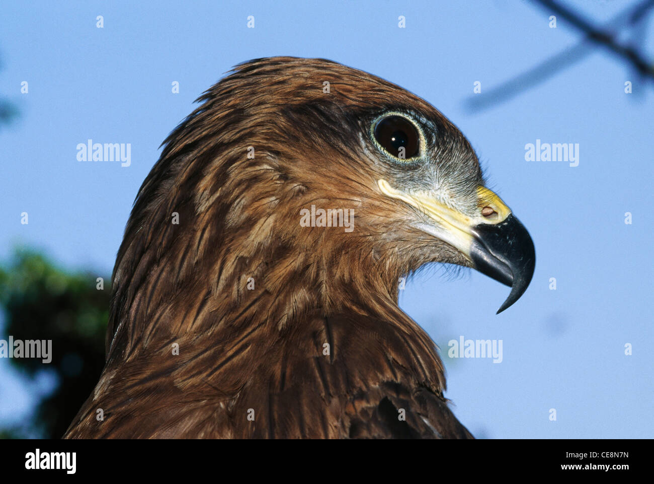 IKA 80026 : close up of Bird Eagle profile , Pariah Kite Stock Photo ...