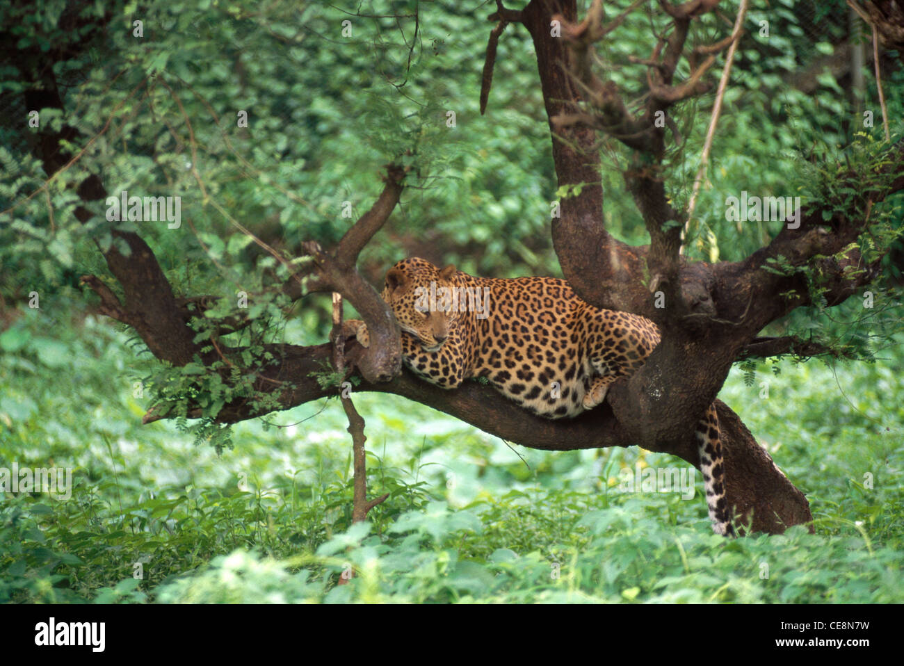 MBT 80850 : indian Leopard sitting on a tree Panthera Pardus , borivali ...