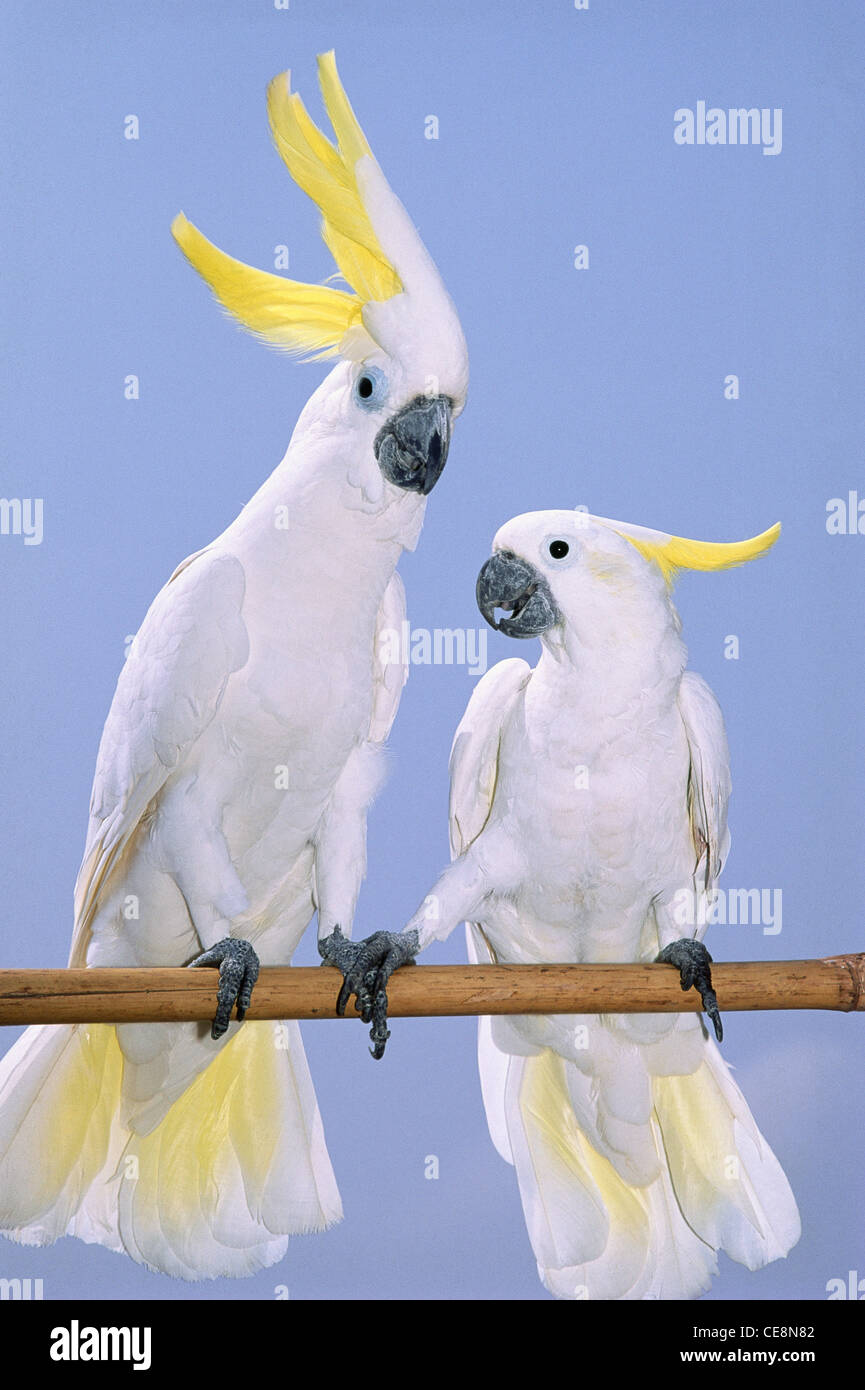 Cockatoos birds pair Stock Photo - Alamy