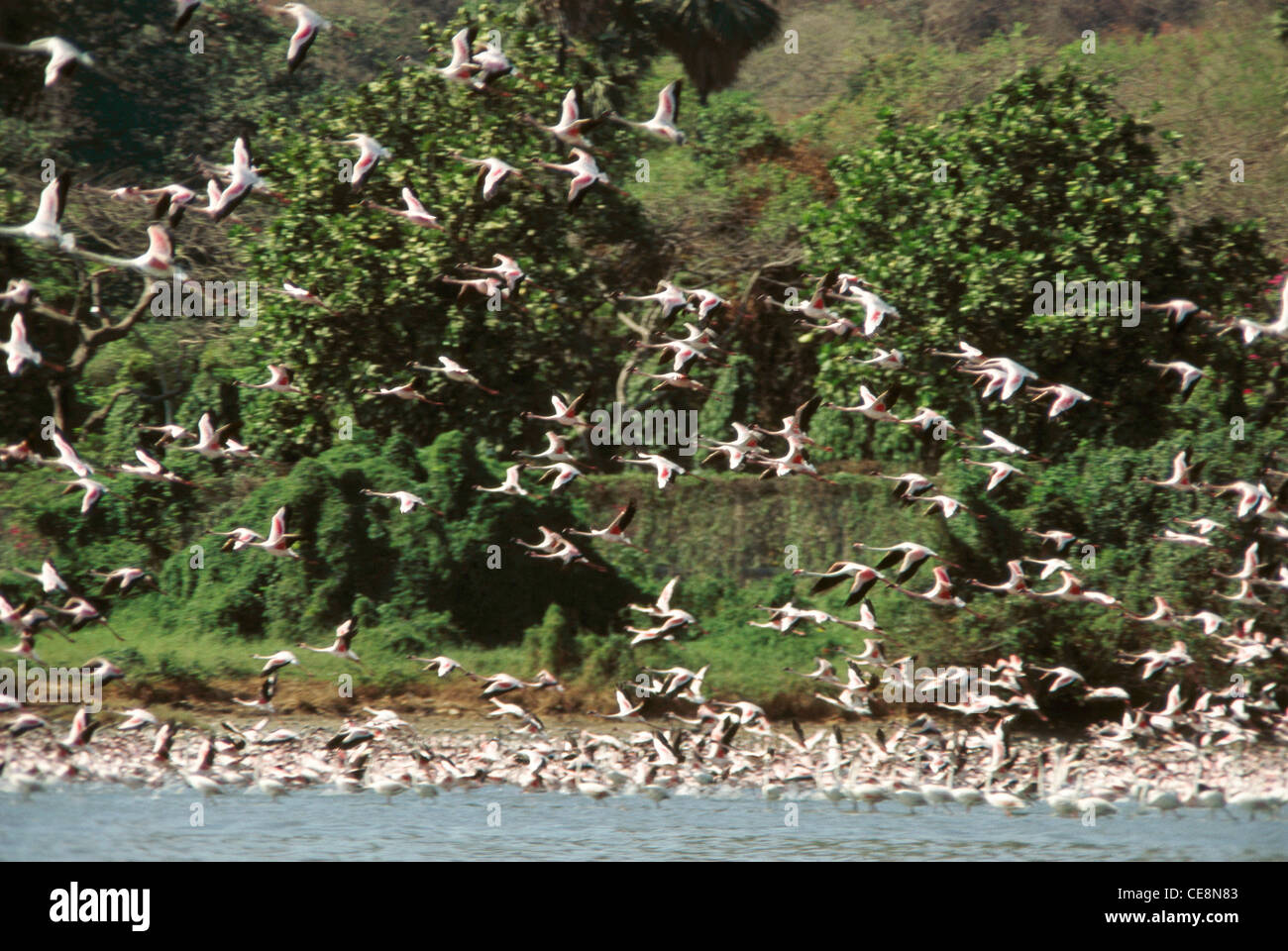 4 birds flying hi-res stock photography and images - Alamy